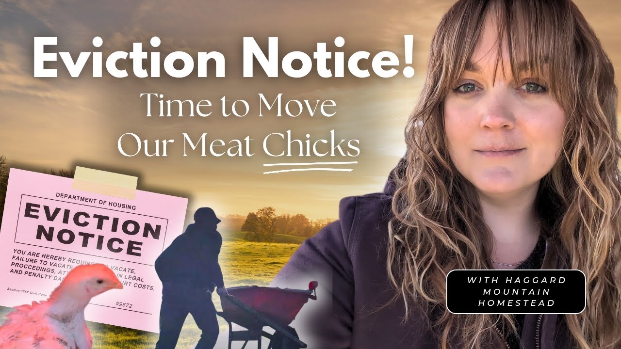 Eviction Notice! Time to Move Our Meat Chickens - YouTube