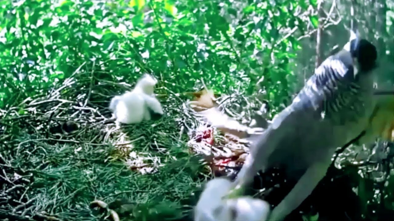 Sangat Berani Burung Elang Falcon Mencuri Anak Burung Elang Golden ...