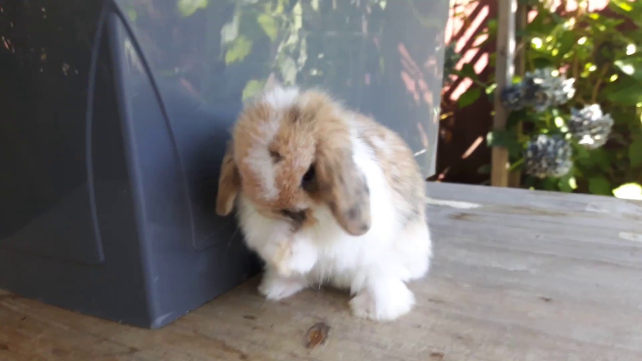 Tri Holland Lop Buck 4.5 weeks old - YouTube