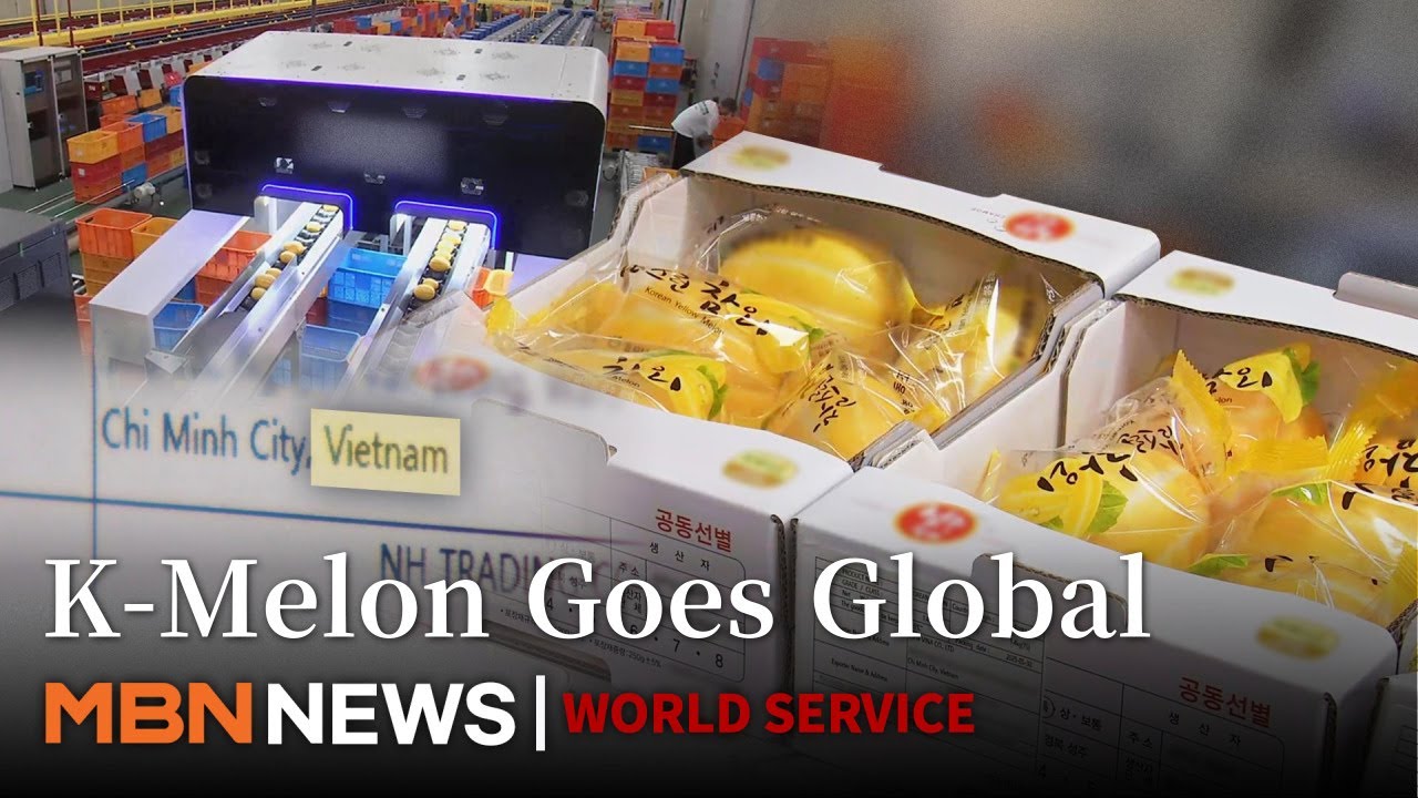 Korean Melons Hit Jackpot in Vietnam With Help From AI Sorting Tech [MBN News7] - YouTube