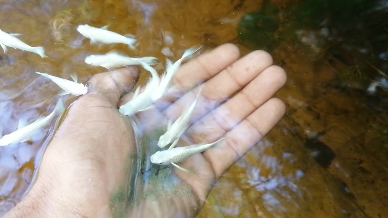 platinum white moon tail molly - YouTube