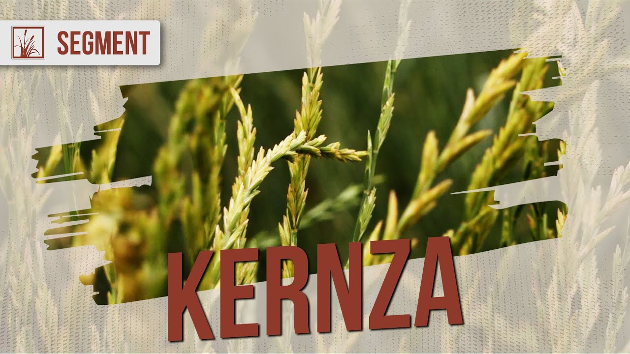 The Worlds First Perennial Grain Crop - YouTube