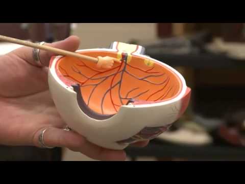 Eye Model - YouTube