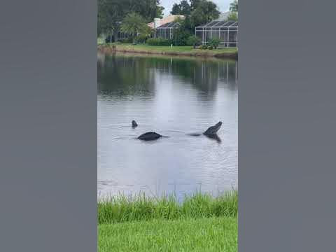 Large Alligators Spotted Near Homes in Sarasota, FL || ViralHog - YouTube