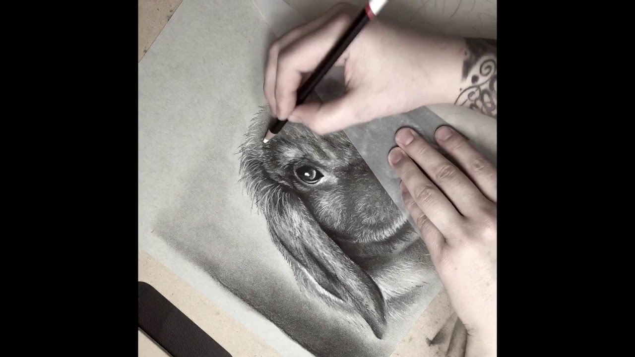Time lapse Charcoal Drawing "This Is Twix" Rabbit Portrait- Angie ...