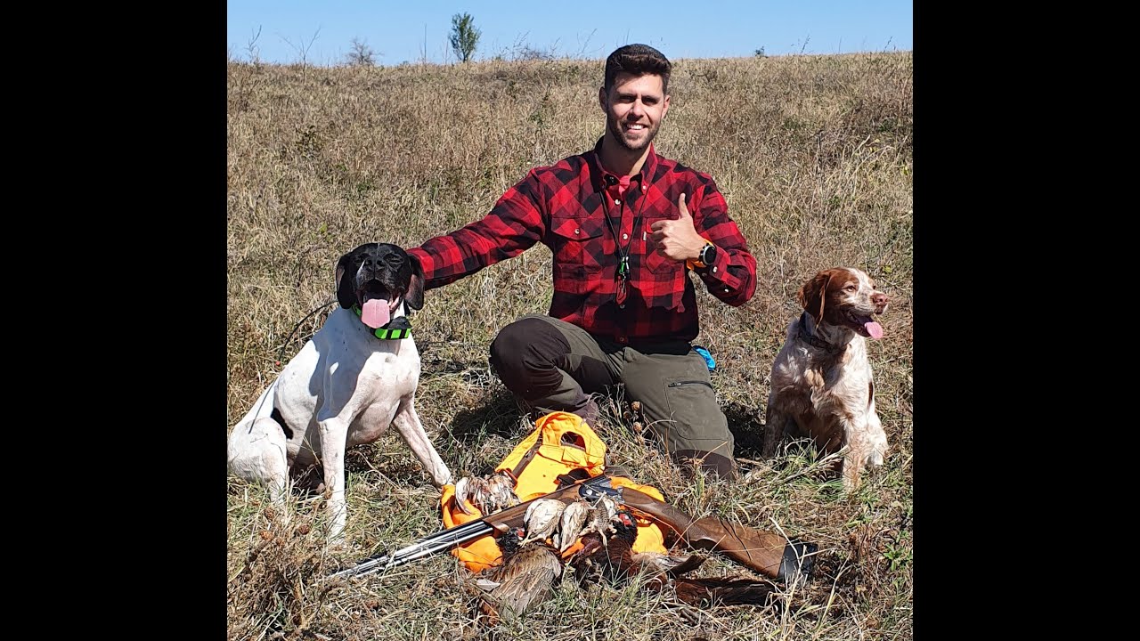 Hunting quails in Greece-Κυνηγι ορτυκιου στην Ελλαδα . Epagneul Breton ...