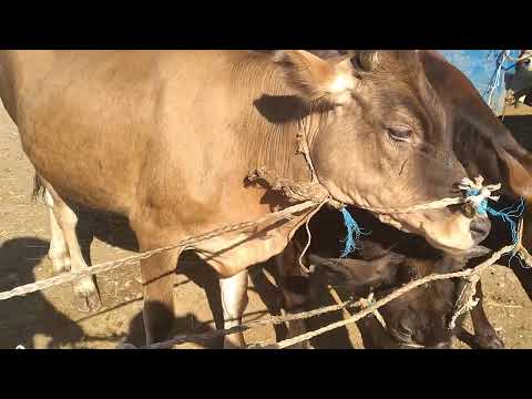 10 04 2022 gence mal bazari