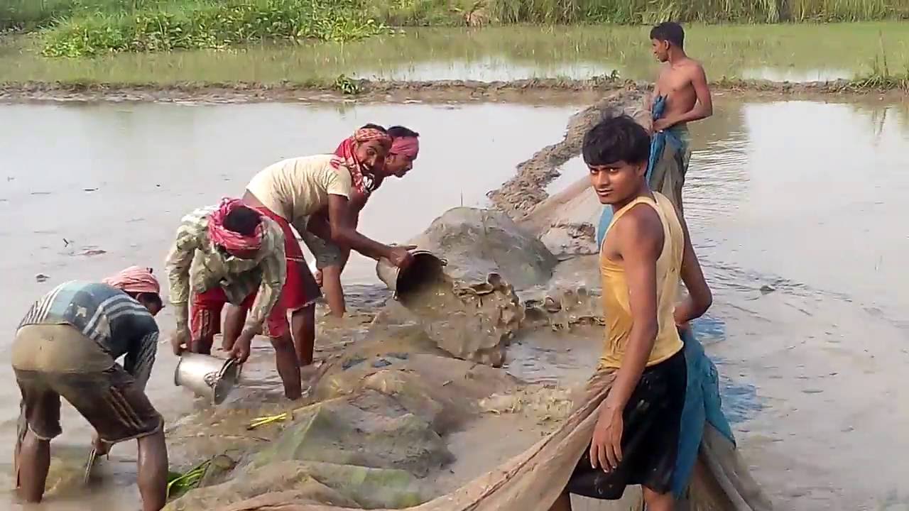 natural fish catching in GANGA by "Three Musketeers" - YouTube