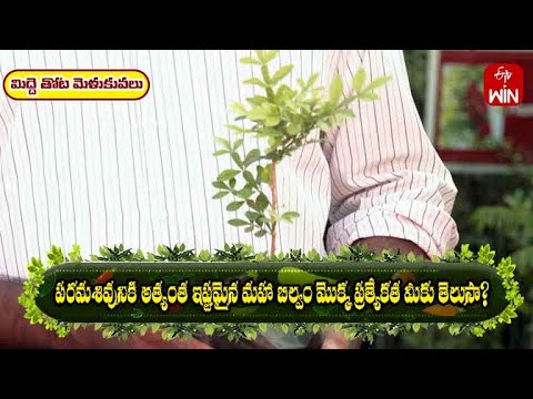 Paramasivuniki Istamaina Maha Bilvam Mokka Prathyekatha Meku Telusa ...
