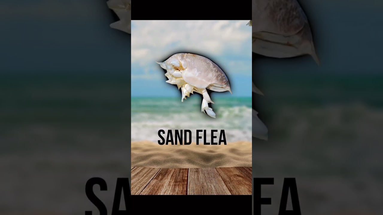 Sand Flea bait and target catch - YouTube