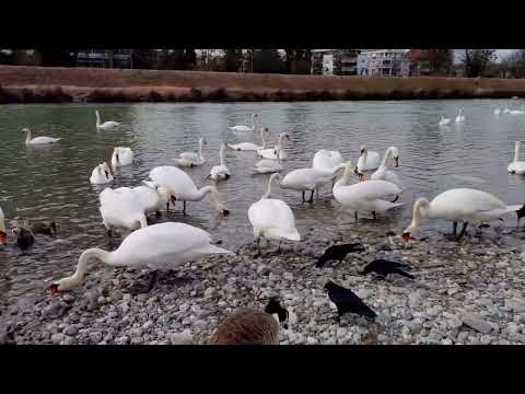 Mating Season: Many Swans on the Isar Search for Food and Have Spring Fights 🦢