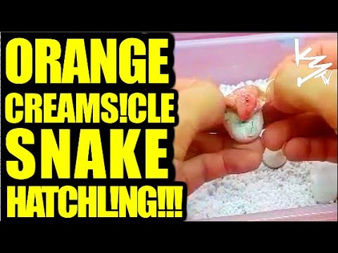 Orange #SNAKE Being BORN!!! #K3Reptiles - YouTube