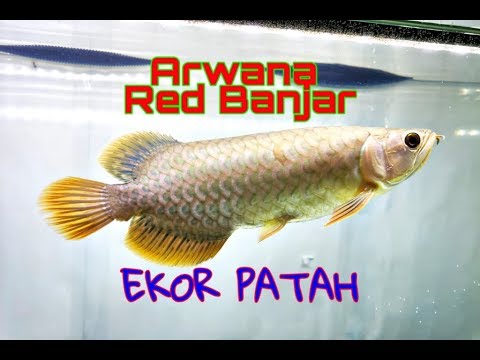 Arwana Red banjar ( Part 4 ) Ekor Arwana Red Banjar Patah - YouTube