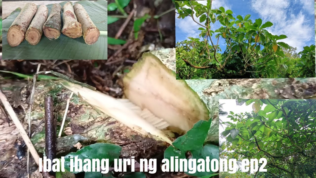 Joebert asor Ibat ibang uri ng alingatong ep2, Ibat ibang klase ng ...