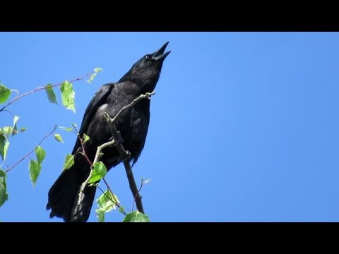 Crow Brutal Bird Fight | Crow Sounds Territorial Alert Calls - YouTube