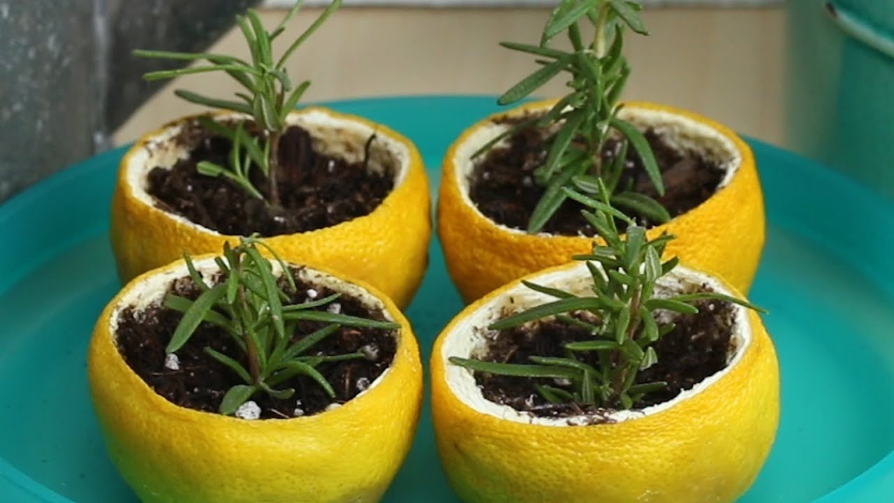 Biodegradable Seed Starters 4 Ways - YouTube