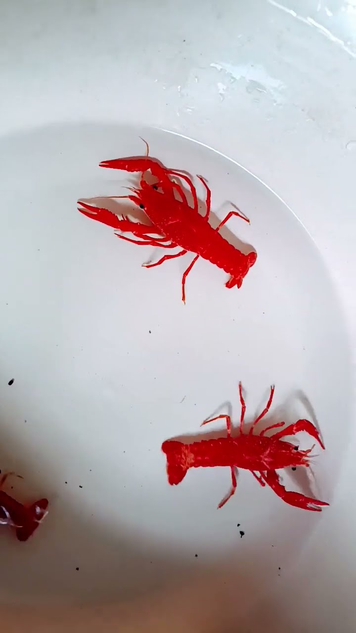 red cray fish🦞 - YouTube