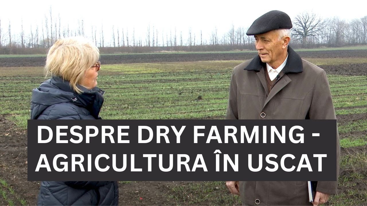 În Grădina Danei. Dry Farming - conservarea apei în sol - YouTube