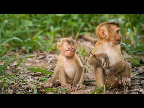 A Sad Day for This Little Monkey Learning to Live Without His Mother