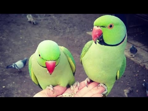 the best talking parrots - YouTube
