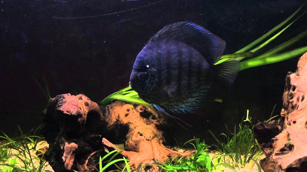 Pecera abril 2015 - YouTube