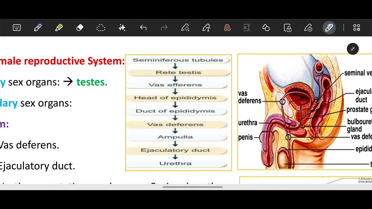 L1 physiology: Male reproductive system , an overview &spermatogenesis ...