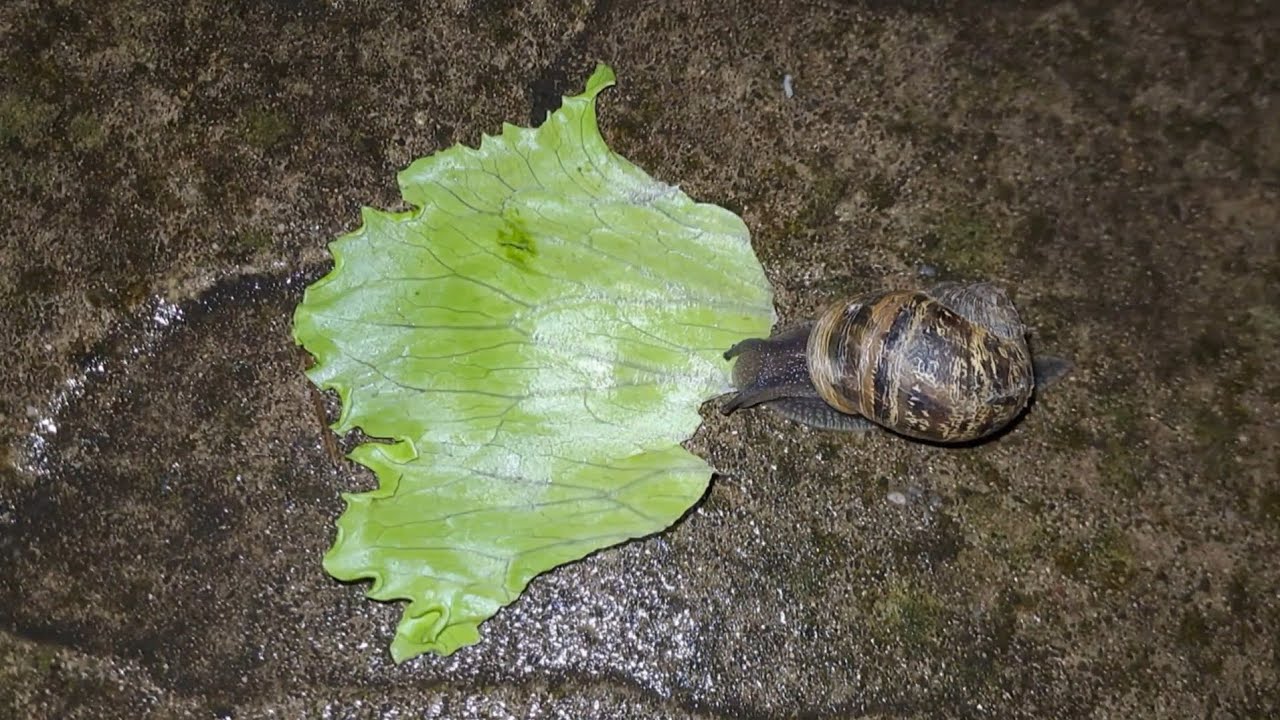 Garden Snail Eating Lettuce Time-Lapse - YouTube