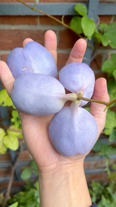 Let’s look at the strangest fruit I grow. Easy plant which give you ...