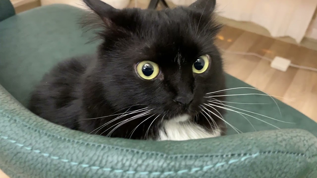 Sulky cat meow meow | Uni and Nami sister cats - YouTube