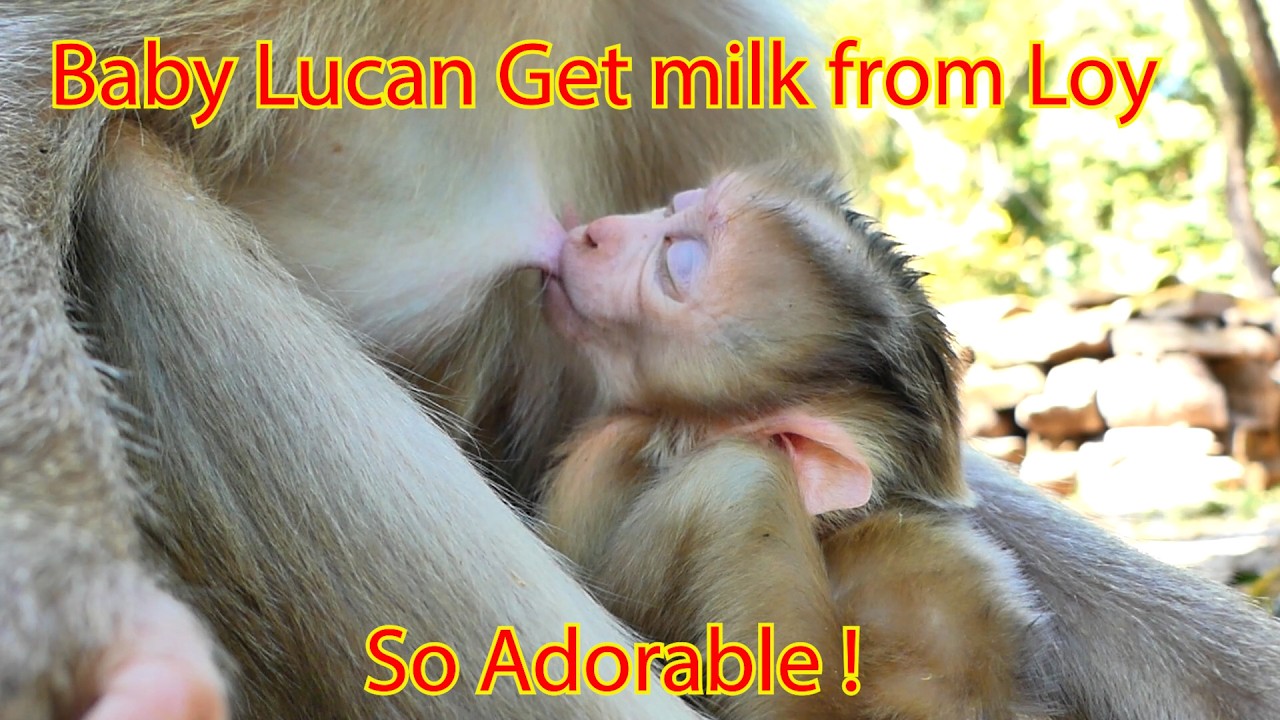 Update Situation of Newborn Lucan can walking smoothly and Get milk ...