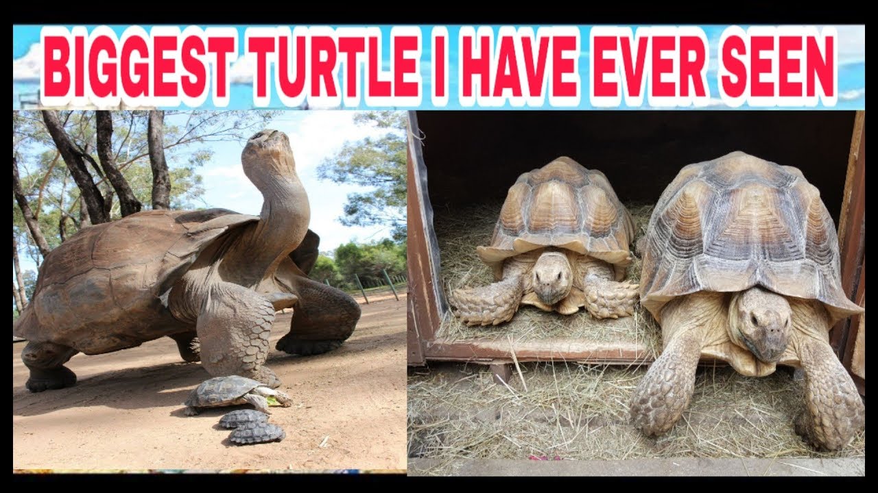Biggest turtle i have ever seen - YouTube