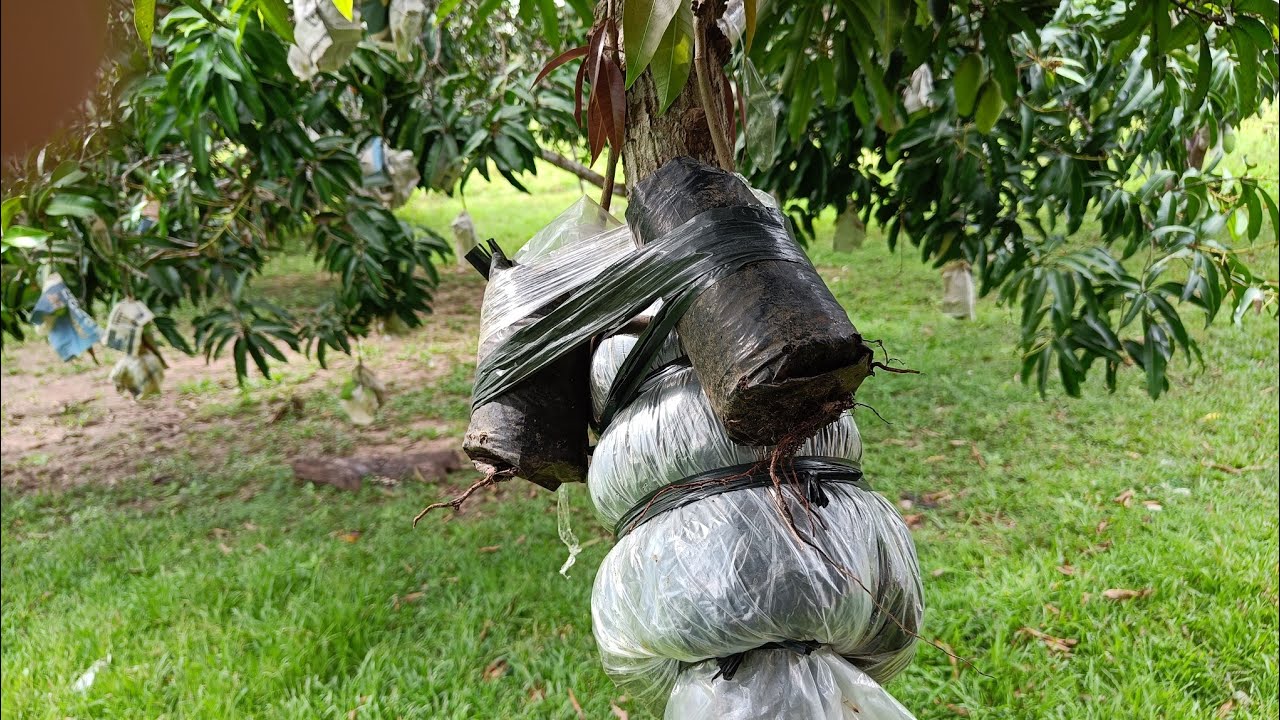 AIR LAYERING MANGO TREE, COMBINATION INARCHING & ROOTS ATTACHING. - YouTube