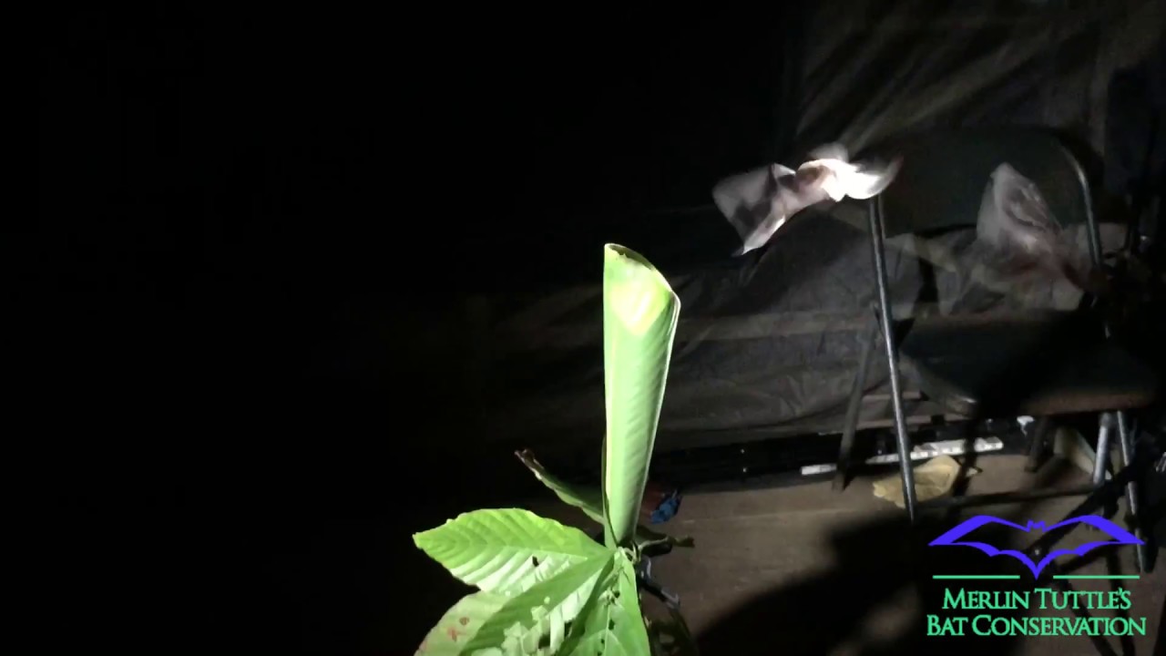Disc winged bats flying home - YouTube