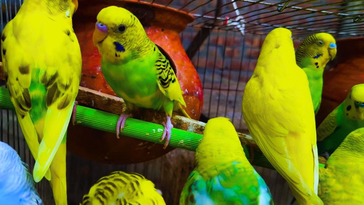 Cute Budgies Chirping: 2 Hours of Relaxing Parakeet Sounds to Reduce ...