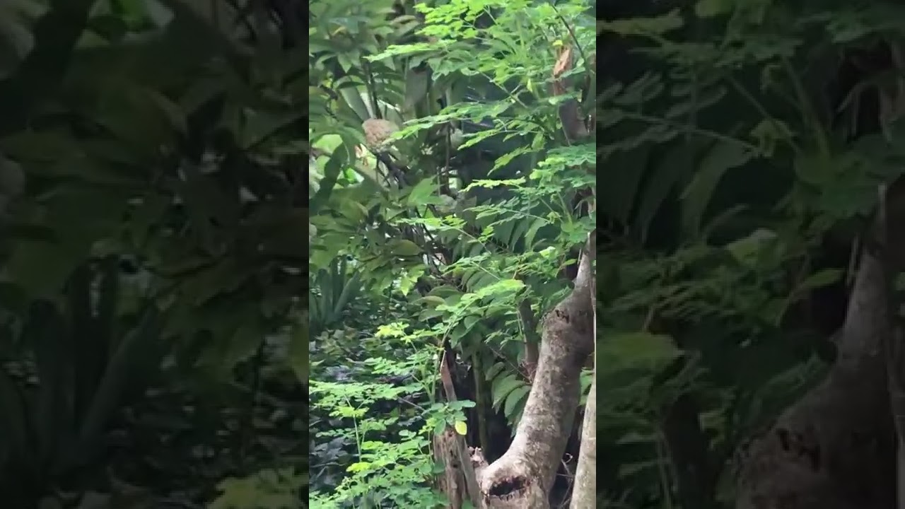 Kung naay itanum .naa ra gud mapupu. #bakantinglote . ️ - YouTube