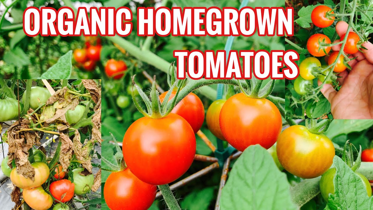 Harvesting Organic Homegrown Tomatoes 🍅Sa Sobrang Daming Bunga Nabali ...