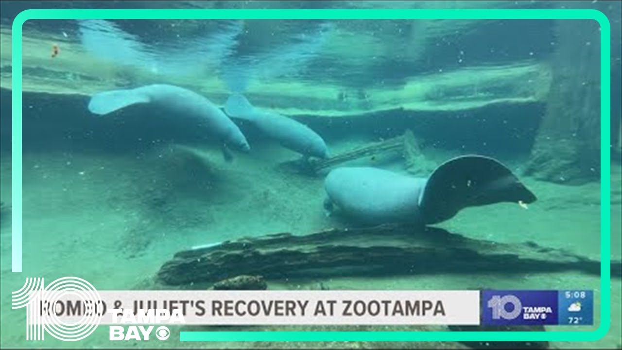 'It's going to be a long road': ZooTampa provides update after ...