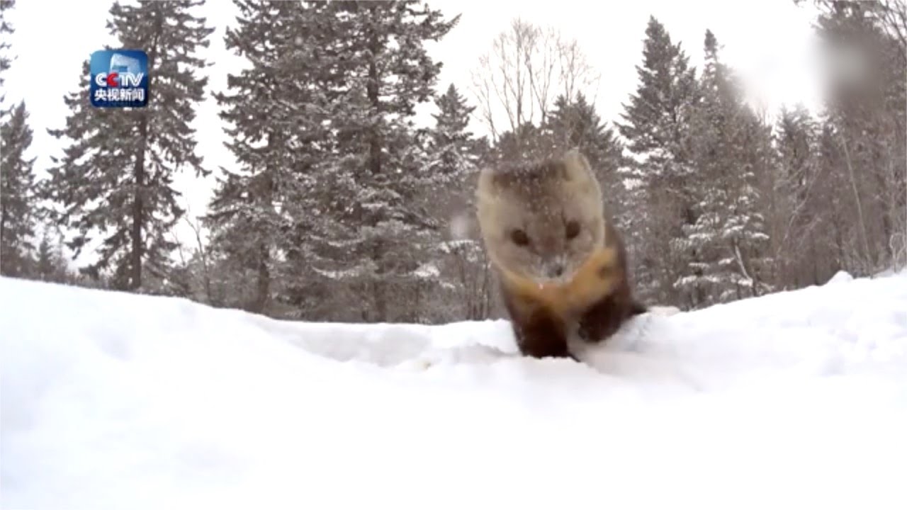 So cute! Wild sable appears in snow in northeast China - YouTube