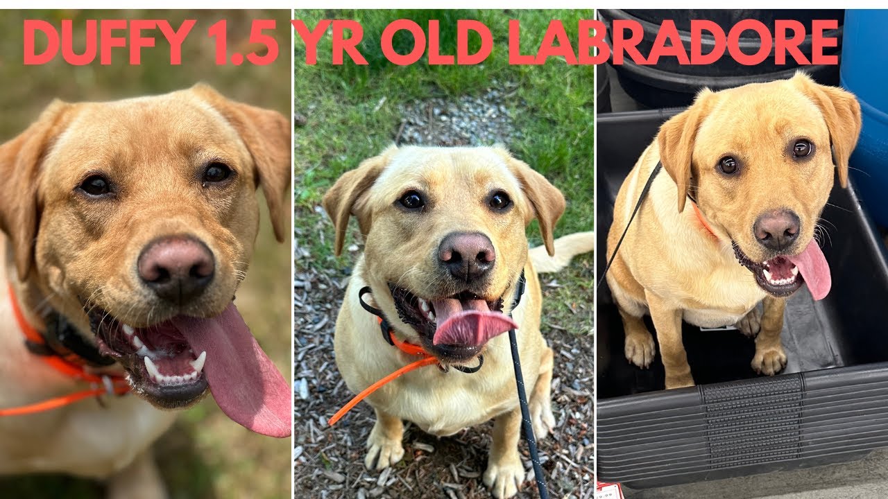 Duffy-1.5 year old-Labrador Retriever-Best Friend Forever K9 Training ...