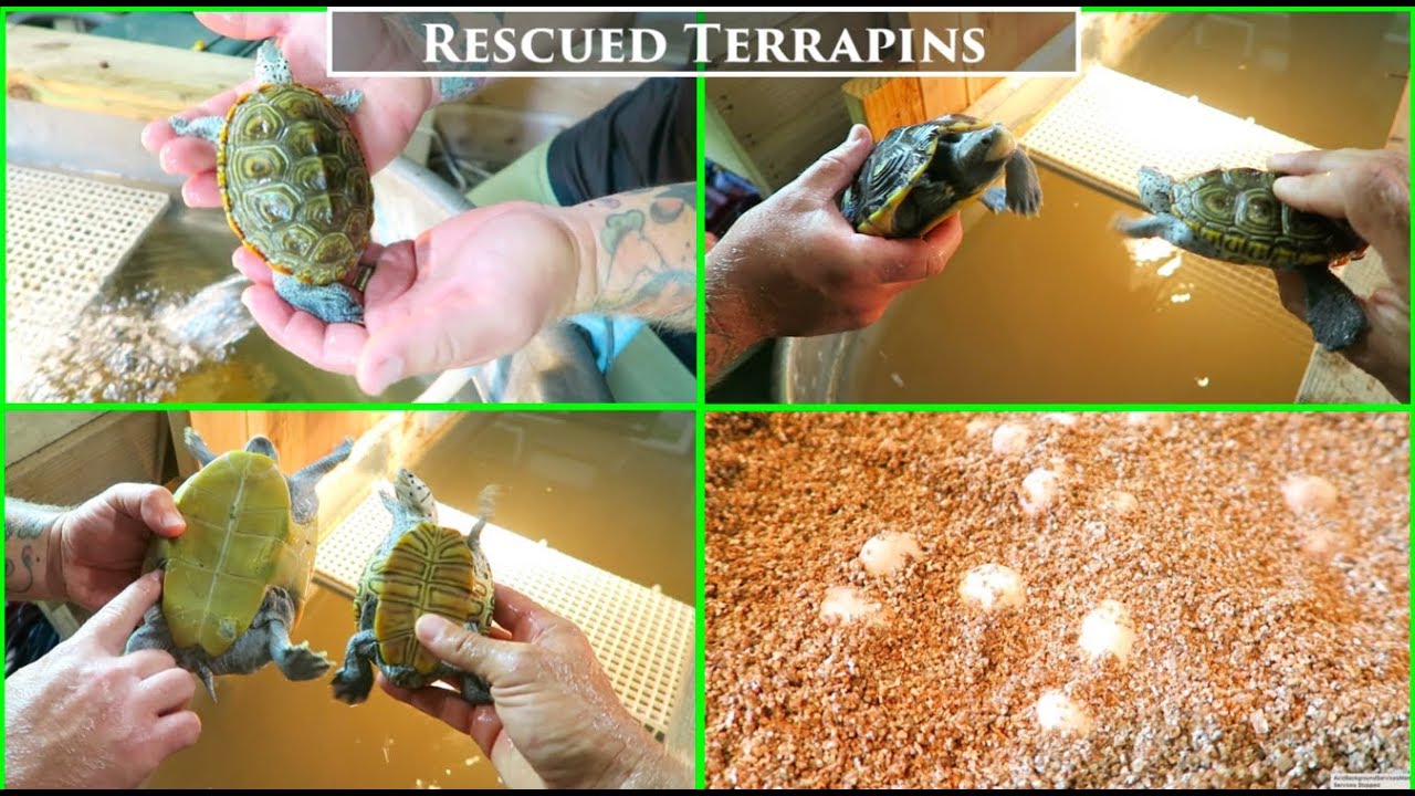Wild Diamondback Terrapin Habitat, Eggs & Rescues! - YouTube