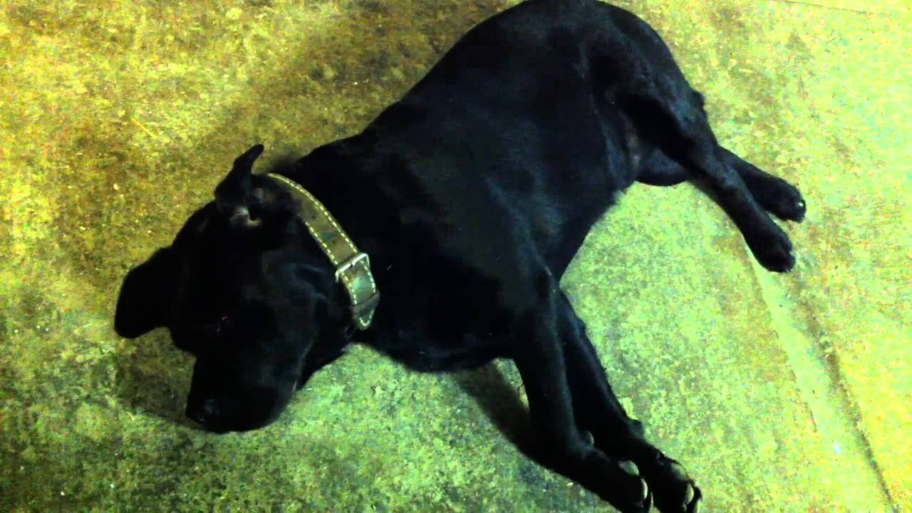 My BIG black Labrador snoring and dreaming !!! - YouTube