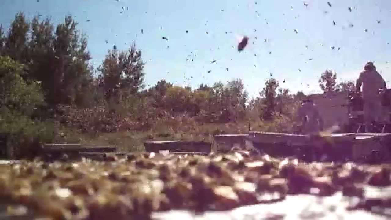 Beekeeping, Commercial Beekeeper Harvesting Honey, Blowing Bees from ...