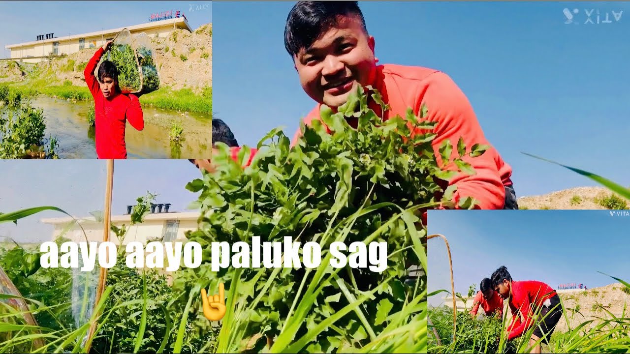 Aayo aayo paluko sag🤘vlog :21 - YouTube
