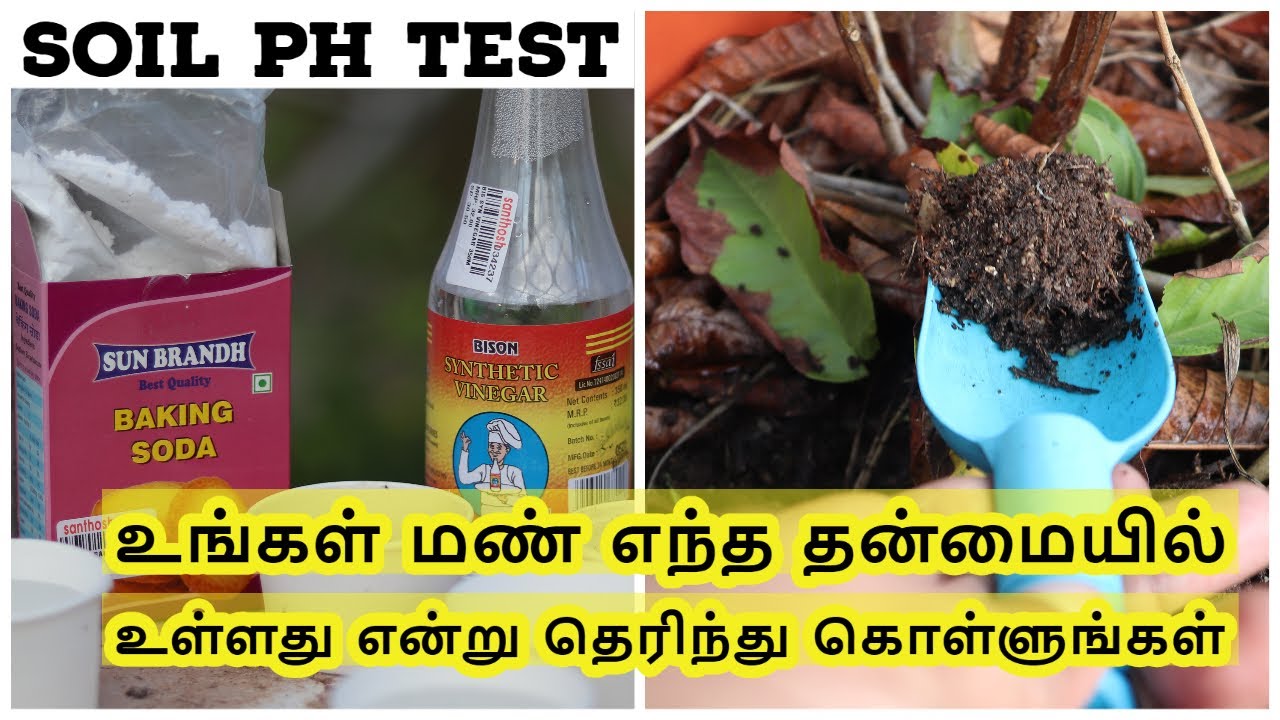 How to test your Soil PH using Simple household Materials - YouTube