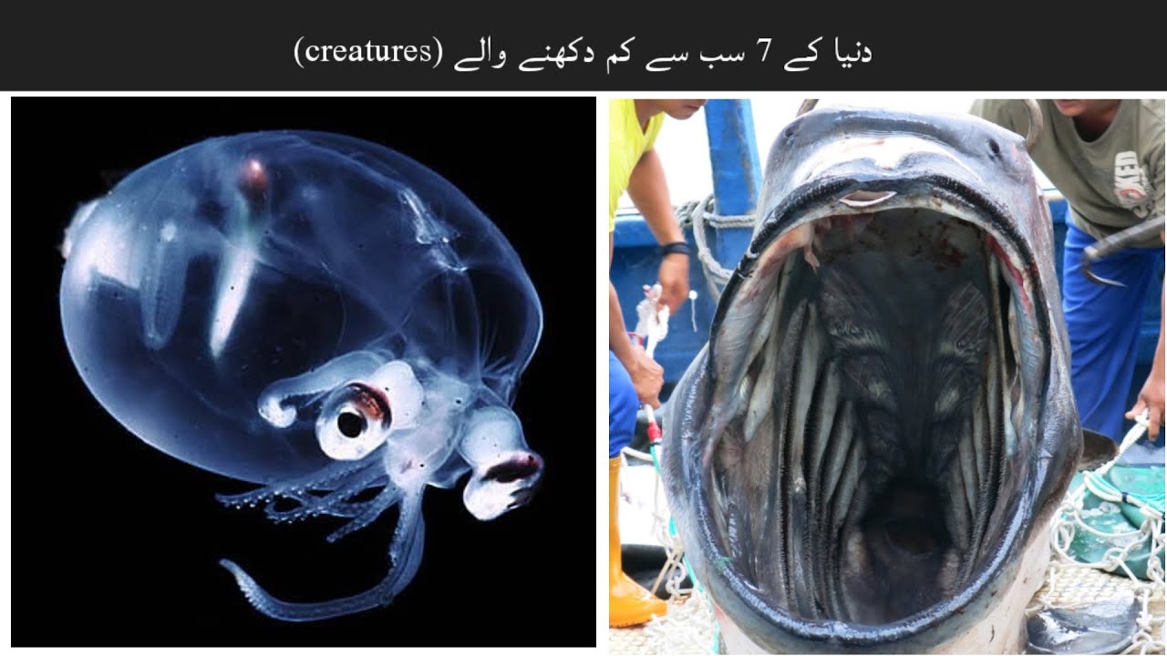 7 unseen & unusual sea creatures in the world | Informato | - YouTube