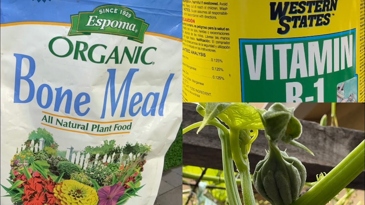 Vlog 546: Chia Sẽ Cách Bón Phân Trồng Trái Su Su Mễ - YouTube