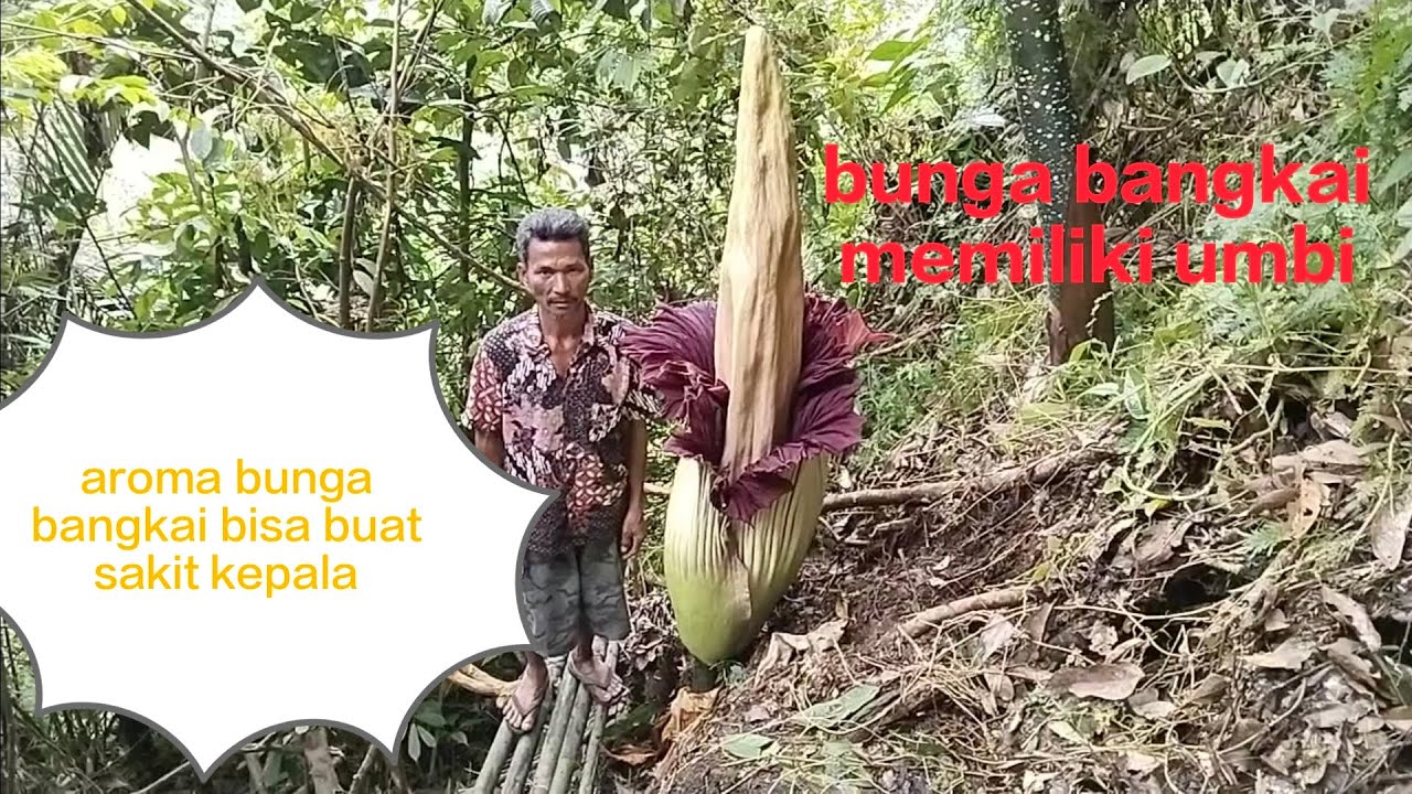 BUNGA BANGKAI DAN MISTERI PERTUMBUHAN BUNGA BANGKAI - YouTube