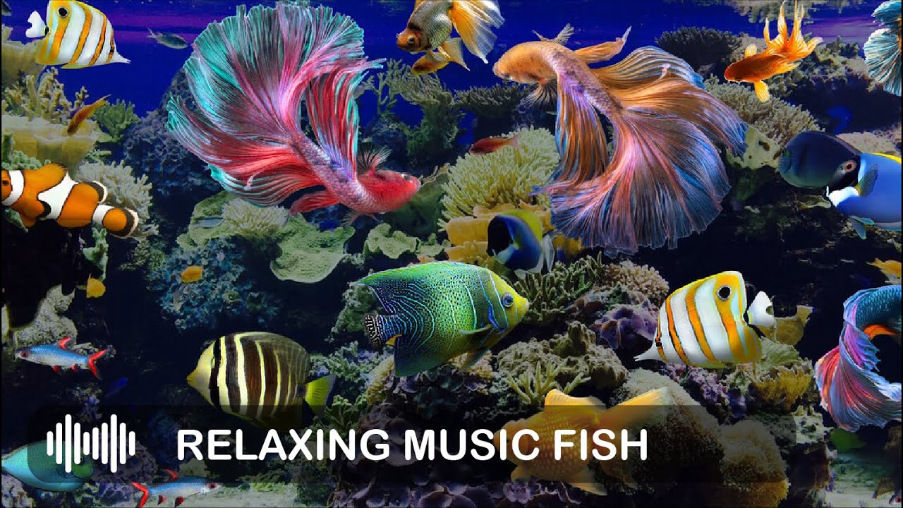 RELAXING MUSIC | 4K FISH | SOOTHING MUSIC | CHILLOUT - YouTube