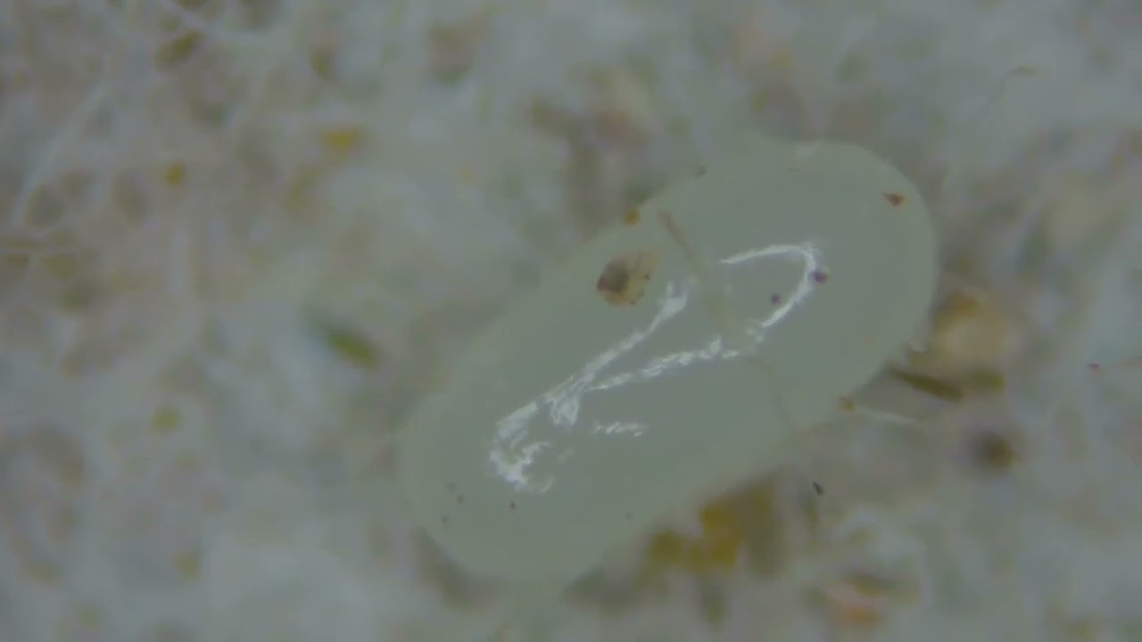 Œuf de ver de farine observé au microscope janvier 2022 - YouTube