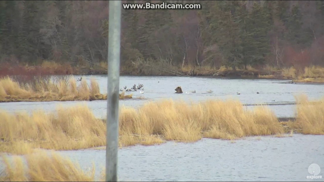 Lone bear cub 610? LR Brooks falls Katmai 2016 10 27 15 06 06 889 - YouTube